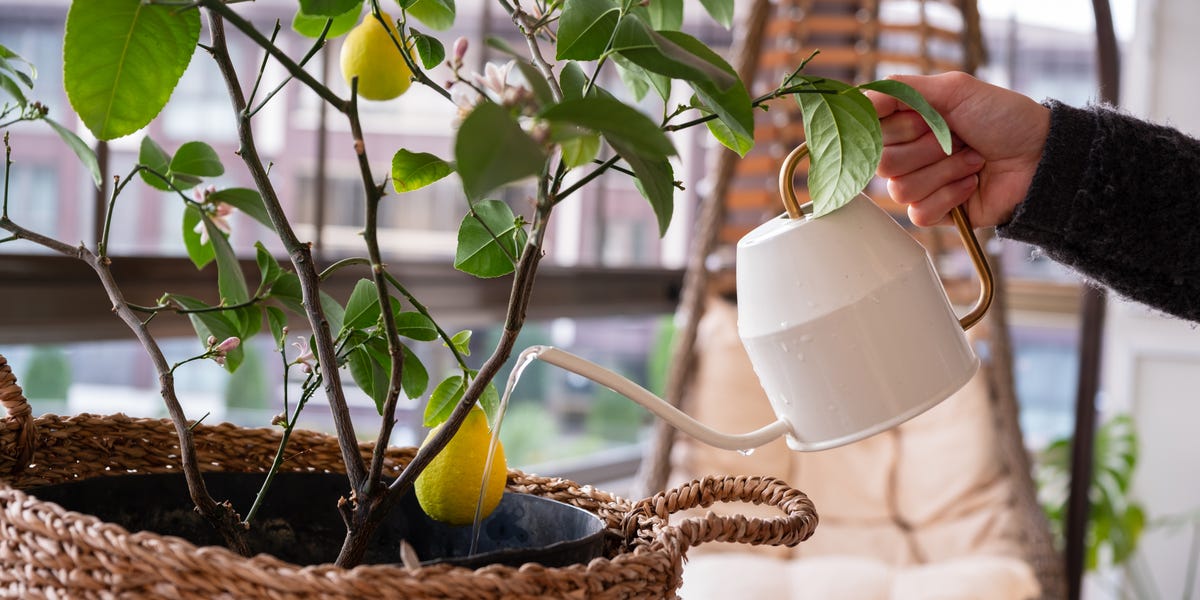 Costco is selling a lemon tree you can grow indoors