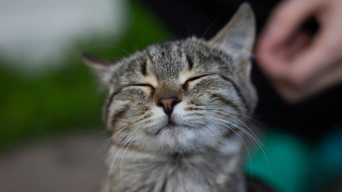 When cats choose a favorite person, these are the 12 signs they show
