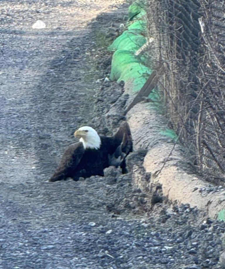 Construction workers spot bald eagle walking down road — then they ...
