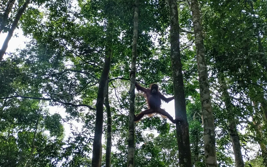 Wild orangutan filmed using canopy bridge in Sumatra