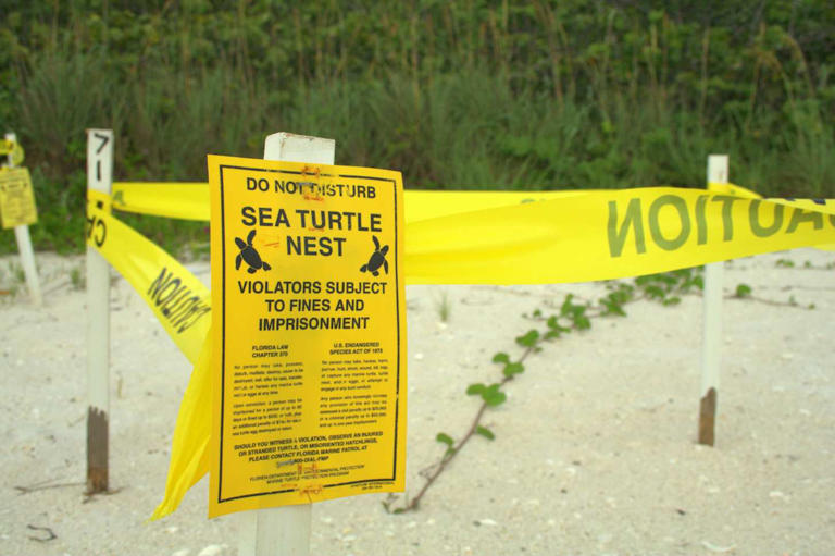 This rare sea turtle species just reached a new hatchling record this ...