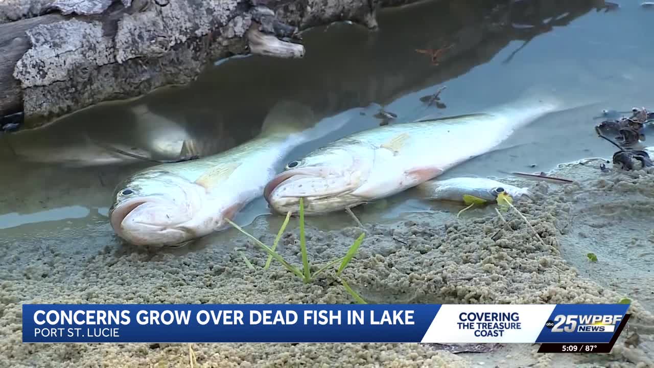 Dead fish in Port St. Lucie lake raise concerns among residents