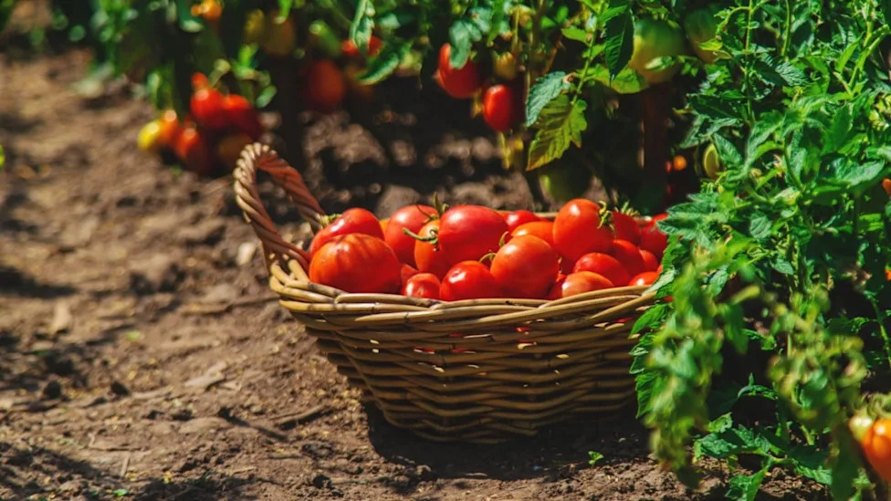 Are you planting tomatoes too early? Most gardeners make this mistake