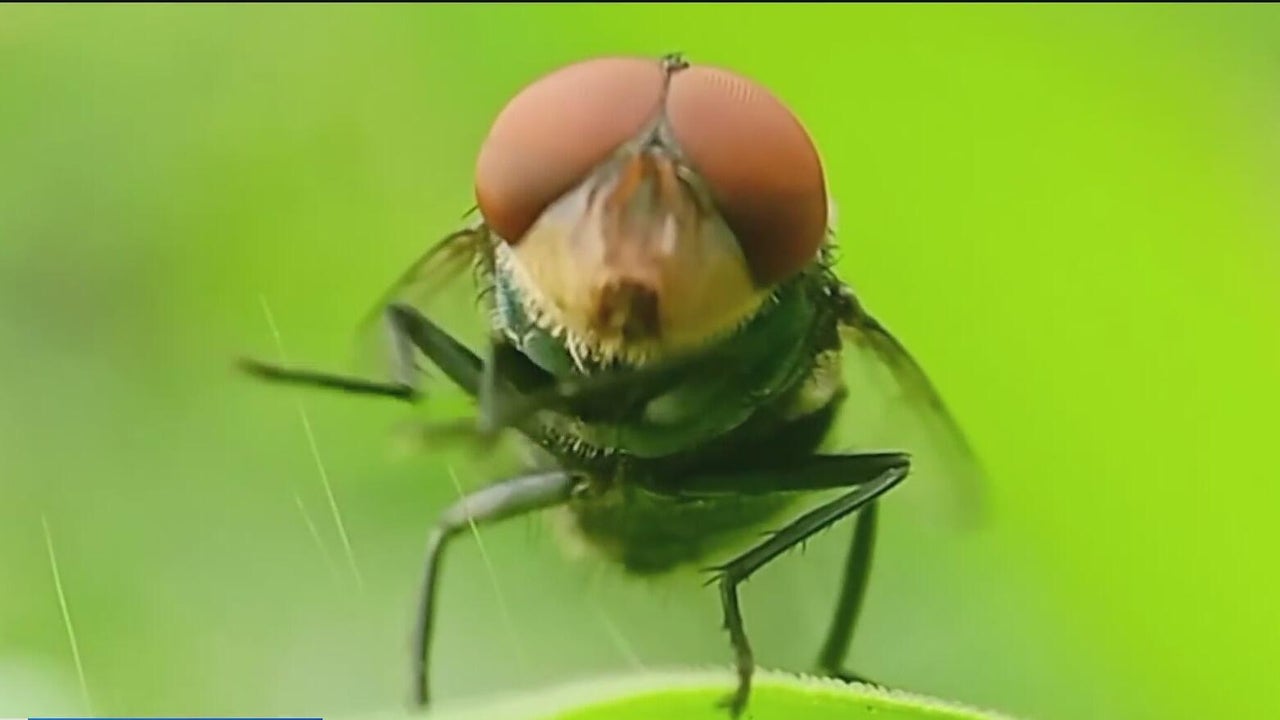 Screwworm fly returns, raising alerts for Texas animal owners