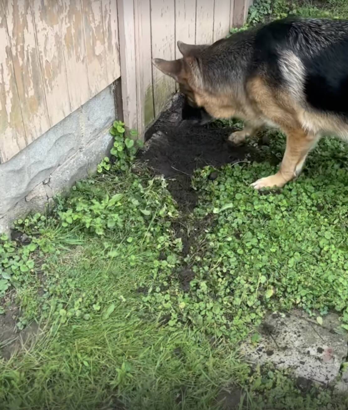 German shepherds kept returning to locked shed until their dad ...