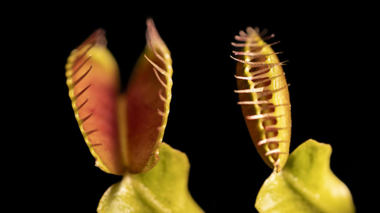 How do Venus flytraps work? New study sheds light on cellular mechanisms
