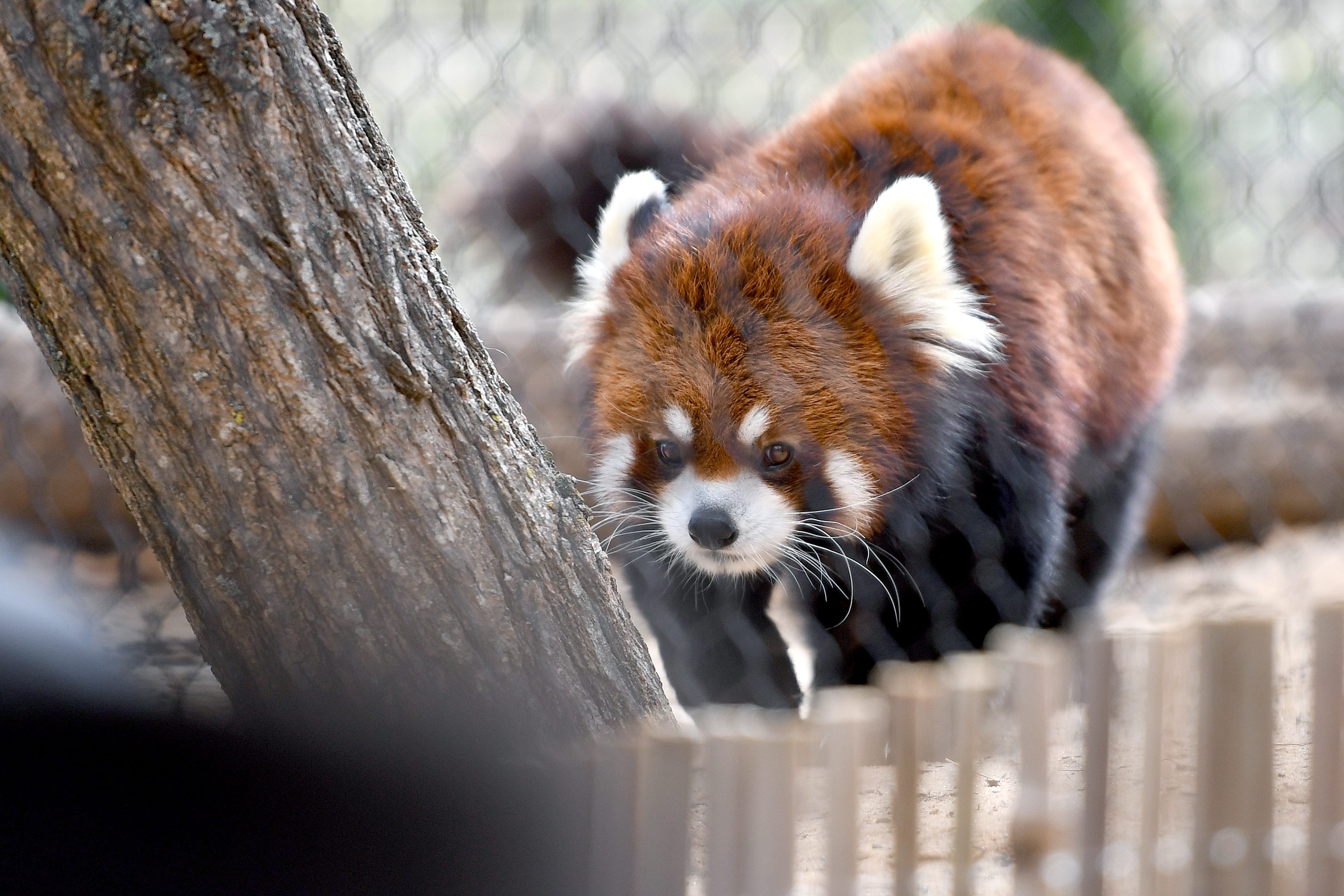 Remembering Phoenix, the Western NC Nature Center's male red panda