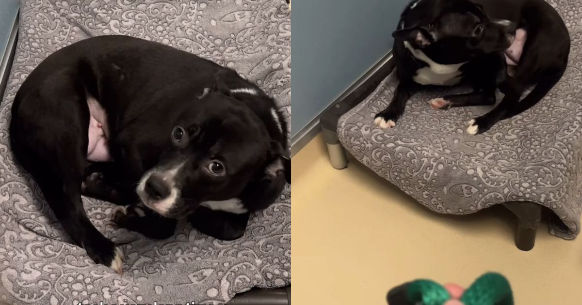 Shelter Dog Once ‘Terrified' of Kennel to Even Move Can't Wait To Leave ...