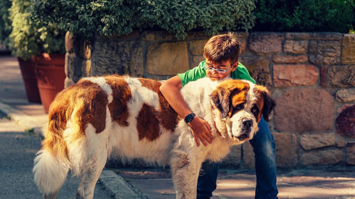 Big dog vs. small dog: What your breed size choice secretly says about ...