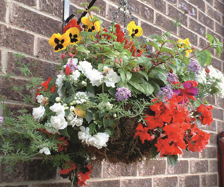 This is the best fertilizer to give hanging baskets a weekly feed for ...