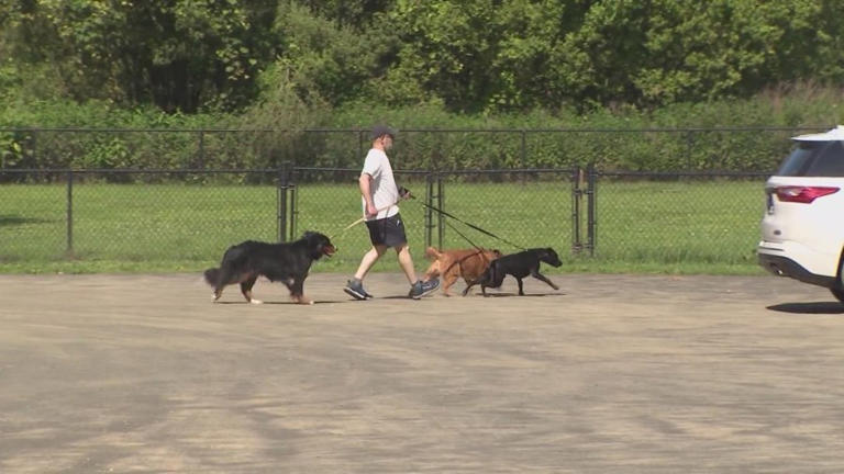 Experts issue pet safety reminders during stretches of high heat ...
