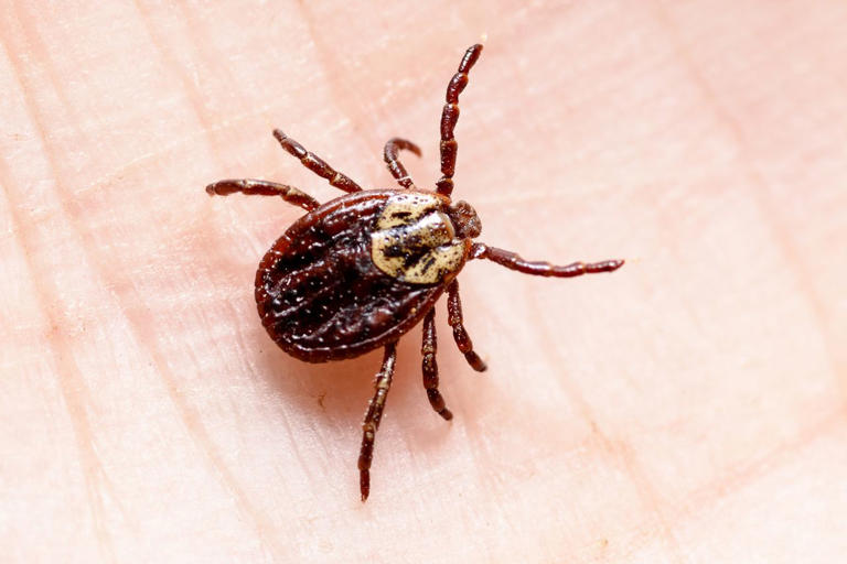 Rare Lyme disease-causing bacteria detected in New York ticks for the ...