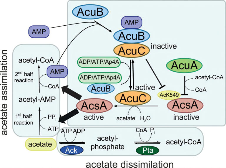 How bacteria use acetyl coenzyme as a building block in the formation ...