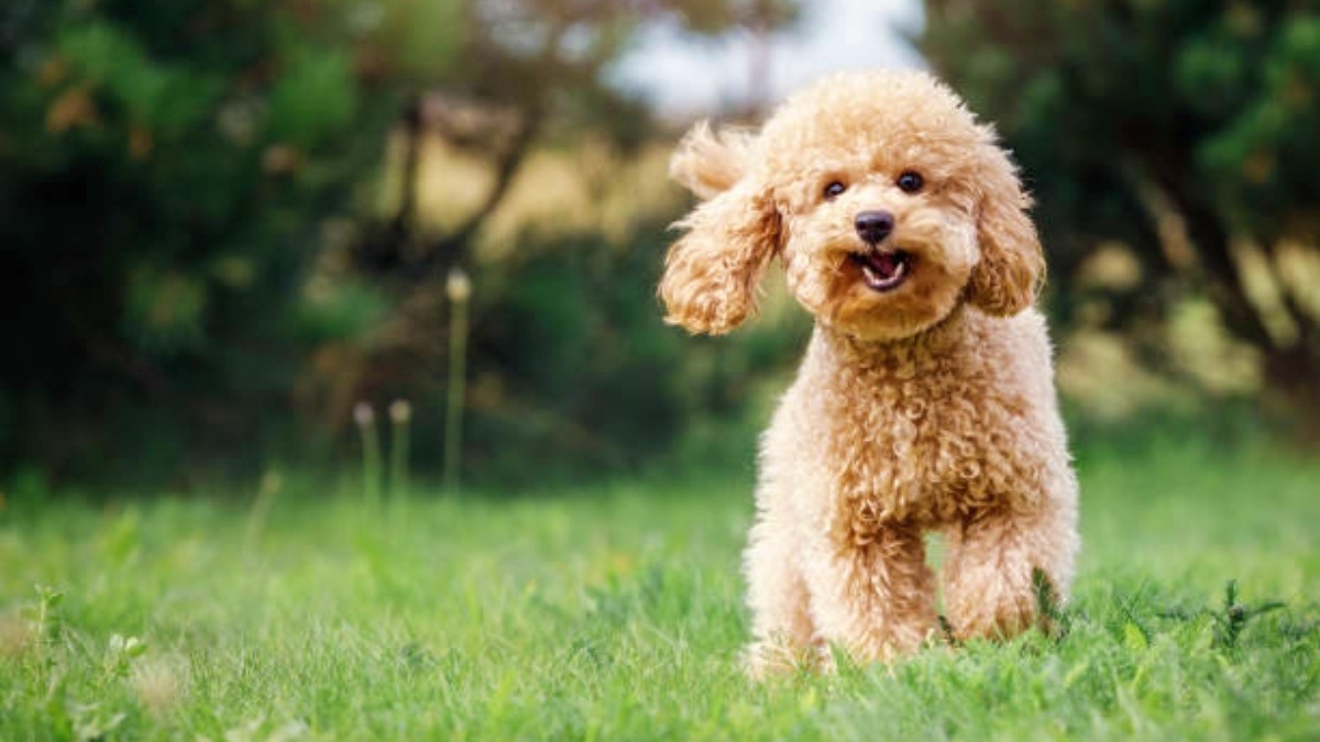 Want a dog? Here are 10 signs you're ready for the commitment