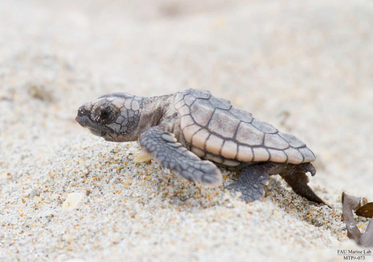 This rare sea turtle species just reached a new hatchling record this ...