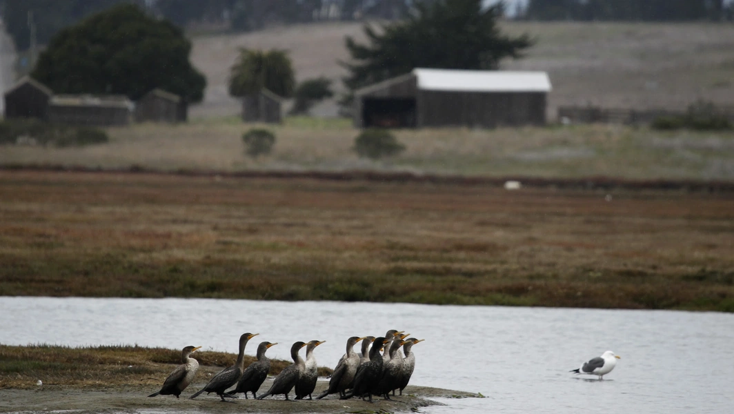 Elkhorn Slough emerges as Big Sur’s quieter outdoor escape