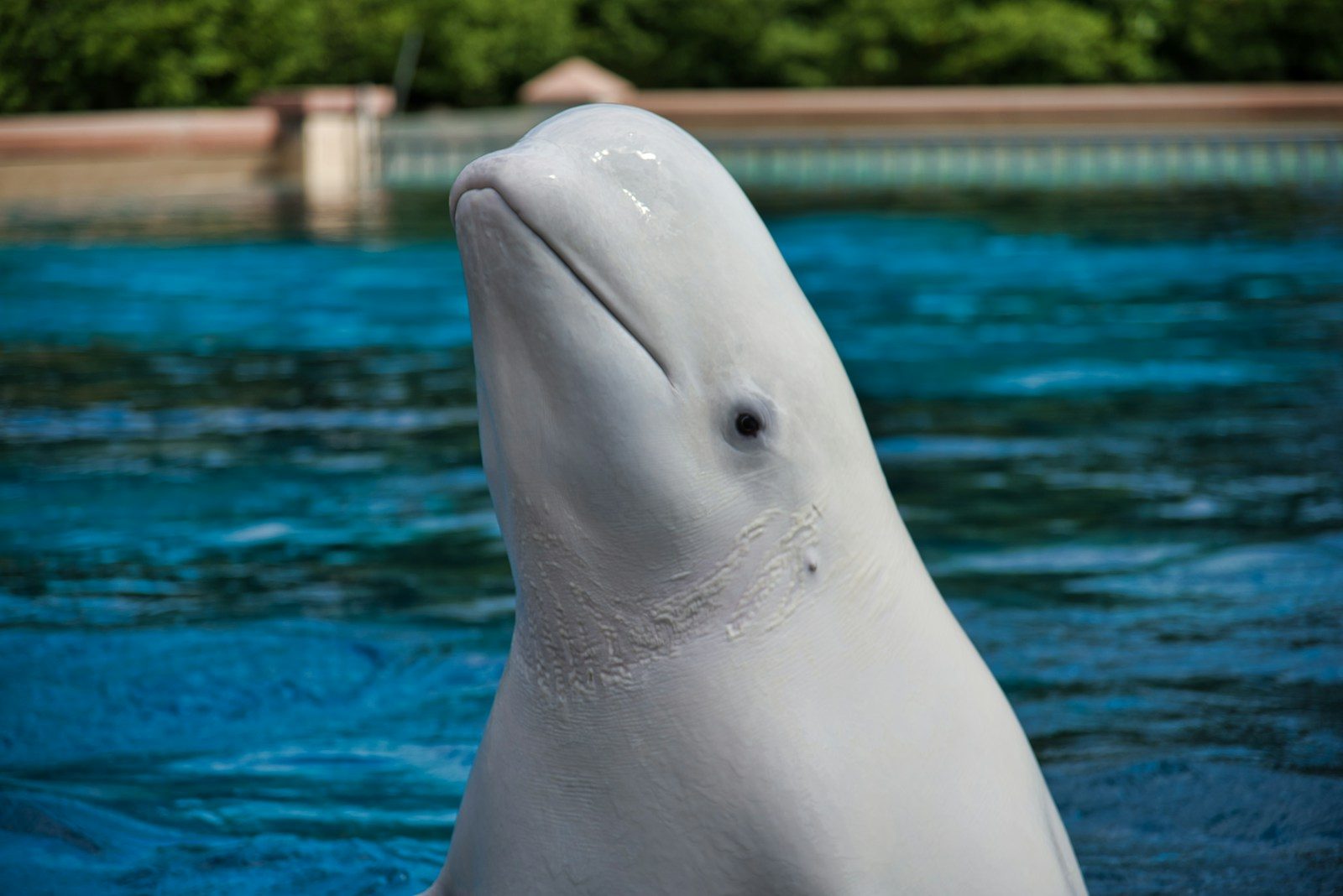 Canada greenlights beluga whale transfer from controversial marine park