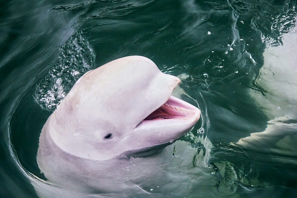 Canada greenlights beluga whale transfer from controversial marine park