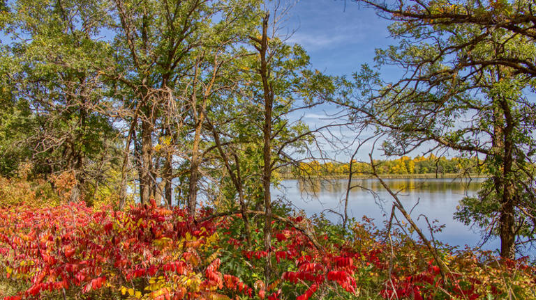 Minnesota's largest state park observation tower is in a lakeside ...