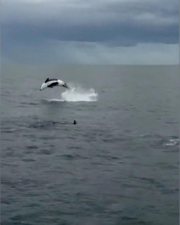 Tourists capture orca doing an acrobatic flip in 'extremely rare' sighting