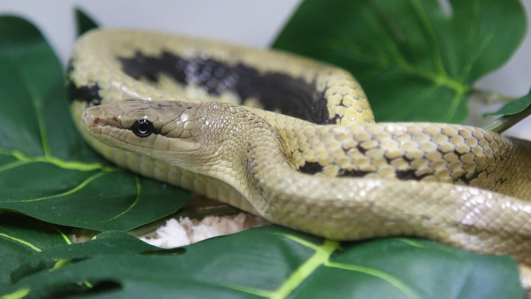 7 snake hiding places in and around homes