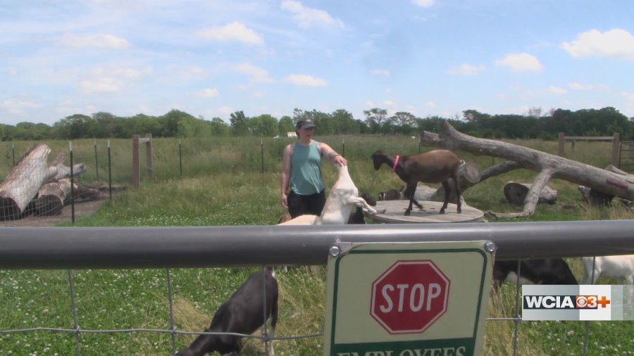 Champaign Co. farm gets $3,500 for new equipment to keep its goats ...