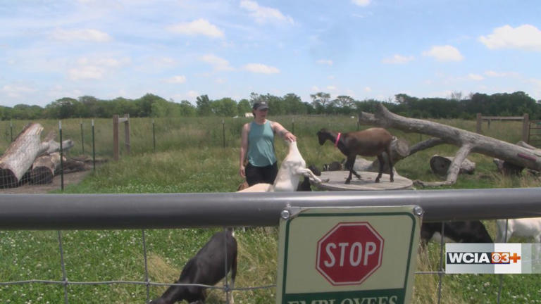 Champaign Co. farm gets $3,500 for new equipment to keep its goats ...
