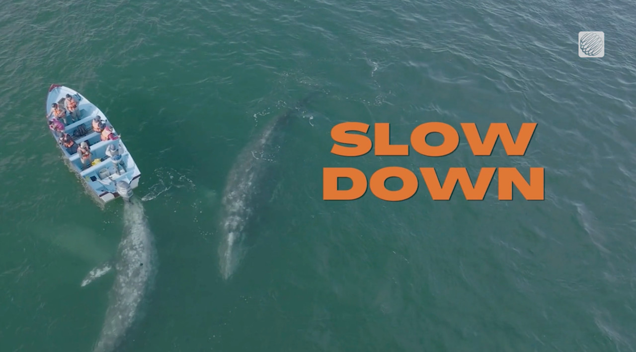 Viral jet ski and whale collision could reveal a deeper problem off BC ...