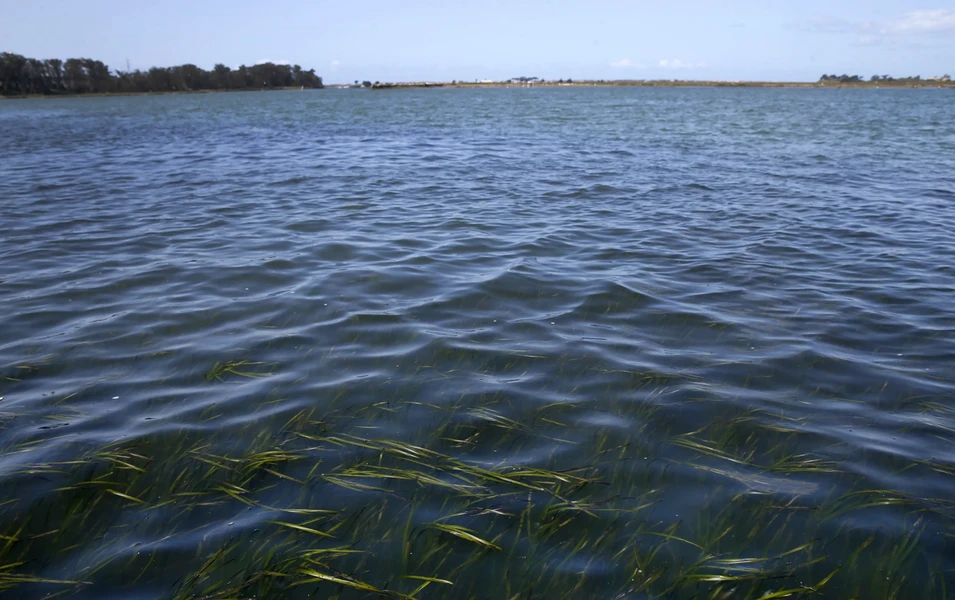 Elkhorn Slough emerges as Big Sur’s quieter outdoor escape