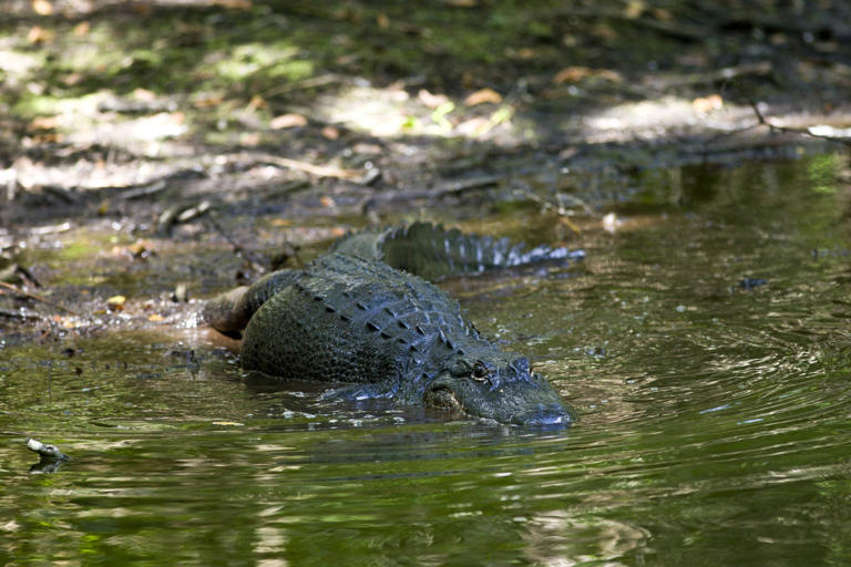 More than 400 alligators removed from Walt Disney World since toddler's ...