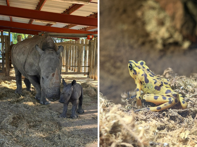 Tampa's ZooTampa marks baby boom with rhino, impala calves and rare ...