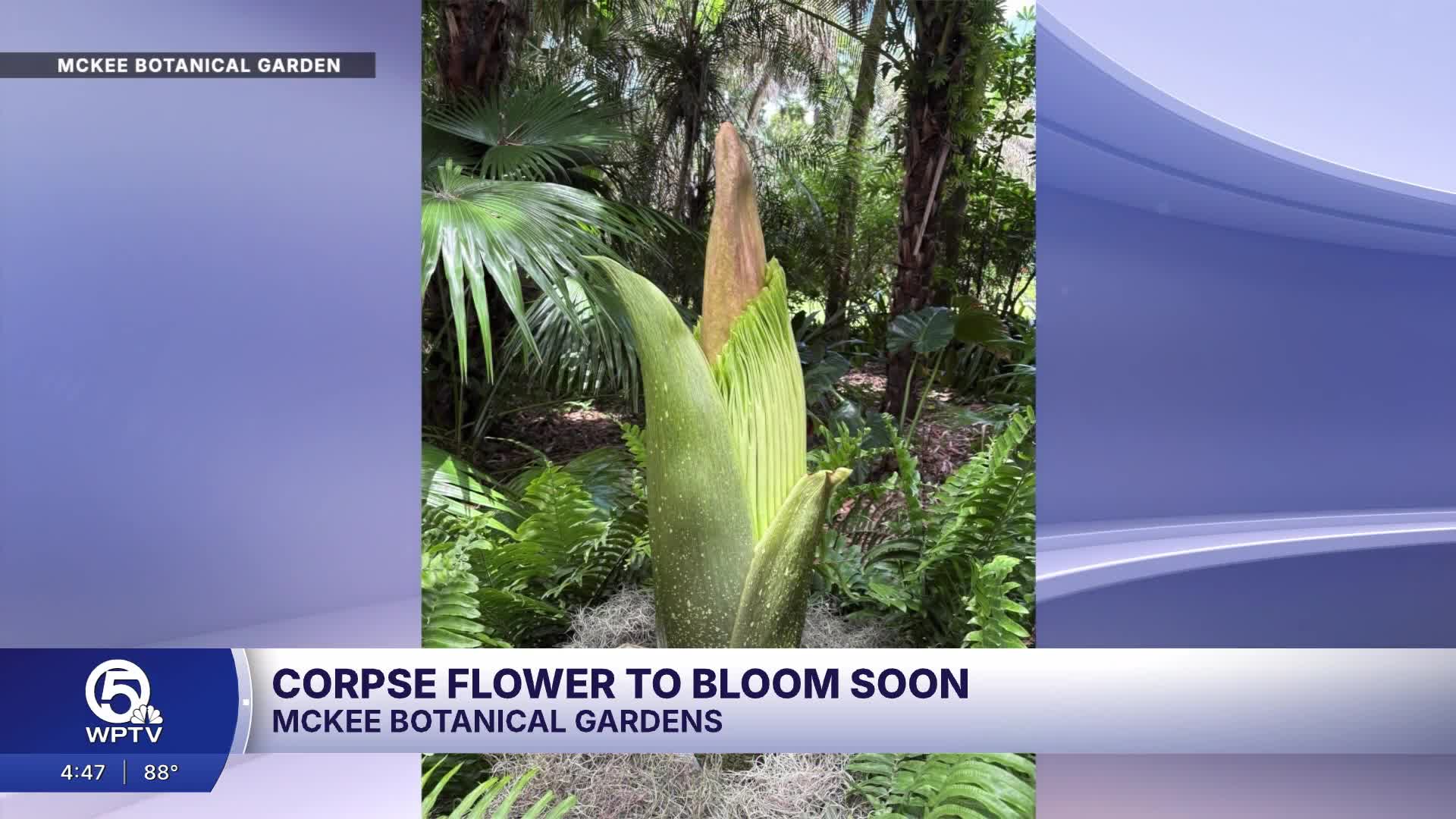 Rare corpse flower ready to stink up Vero Beach