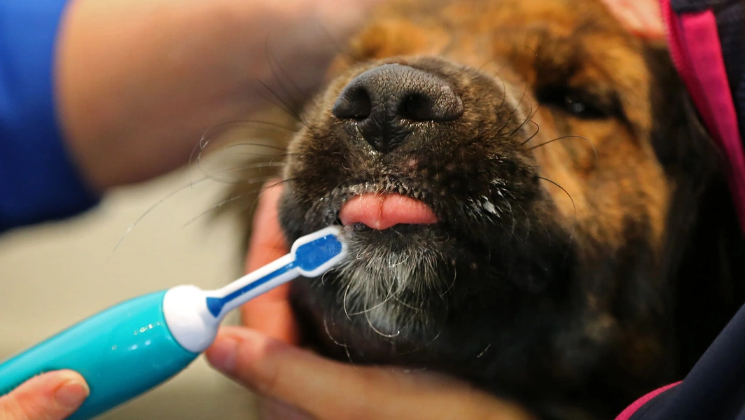 New expert guides stress dental and hospice care for dogs