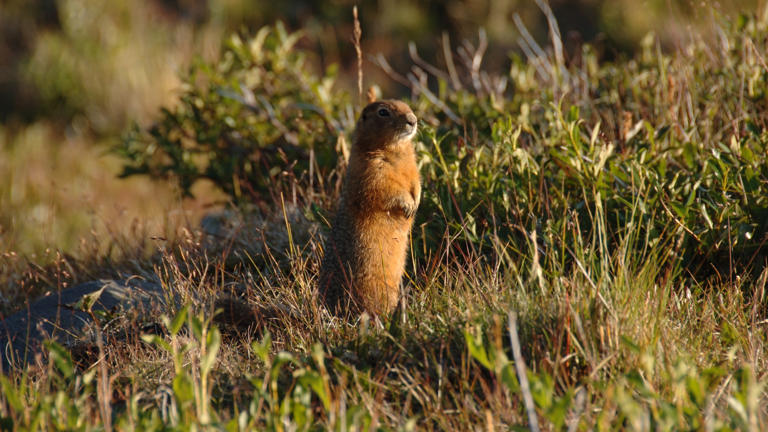 Ancient squirrel poop from Arctic permafrost contains DNA from mammoths ...