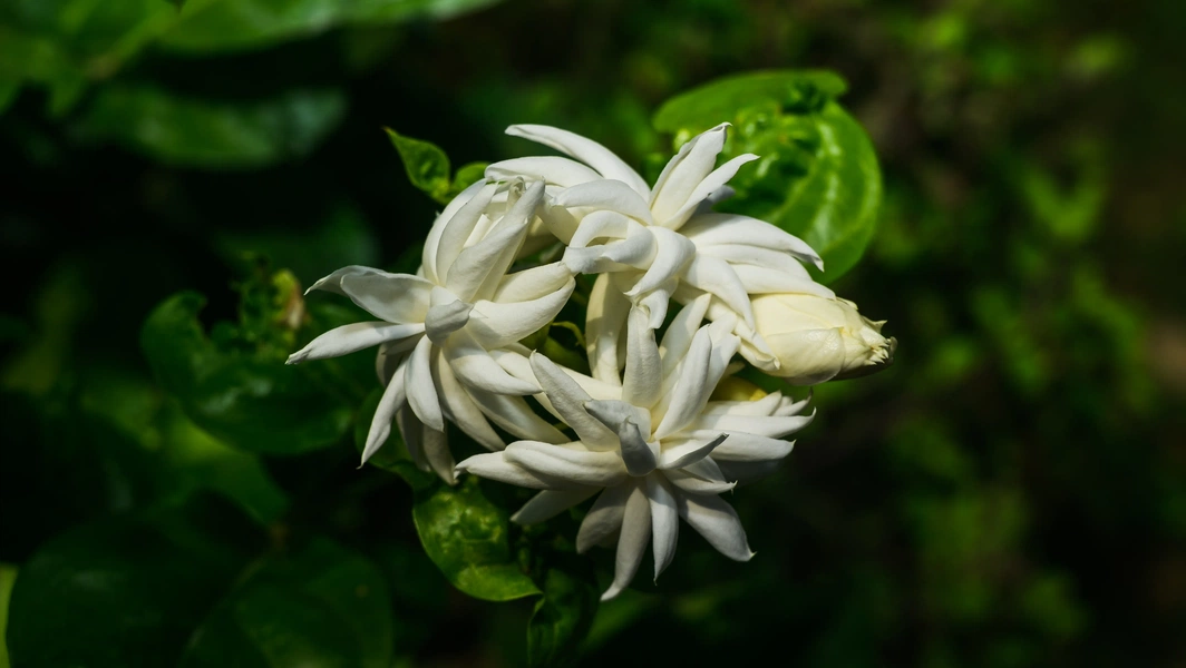14 white flowers for beauty and fragrance