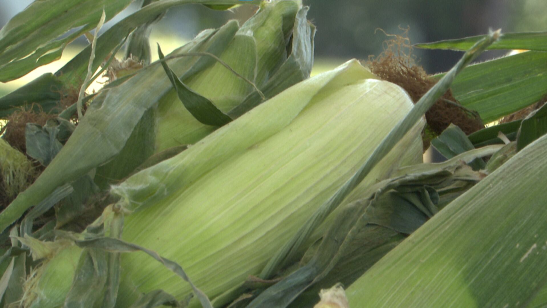 Harvest Regional Food Bank seeks volunteers for corn harvest
