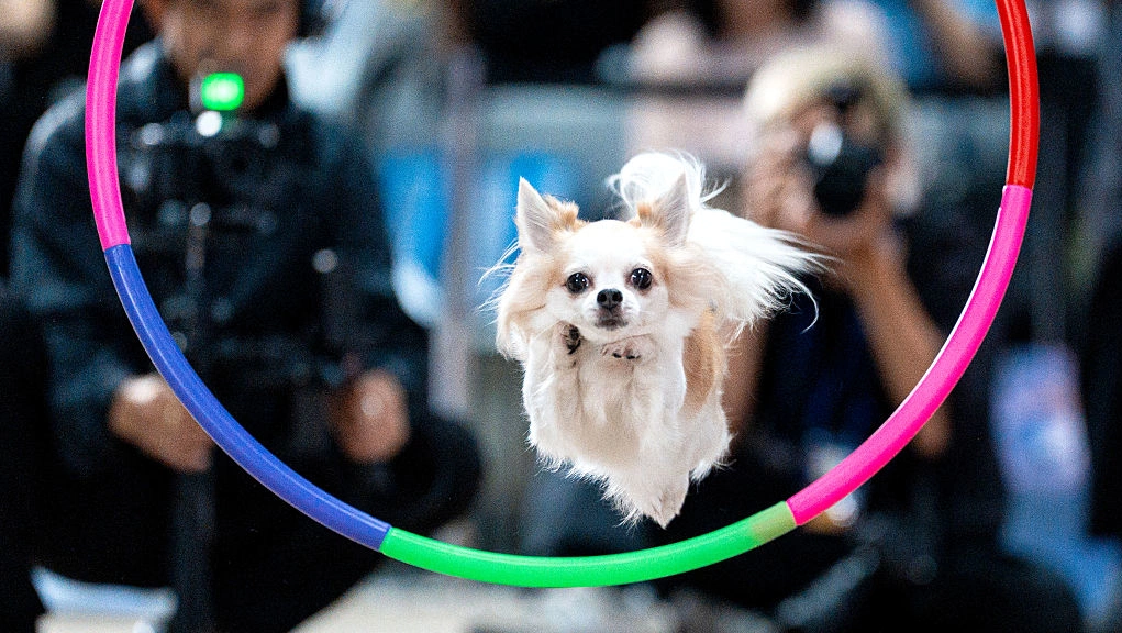 11 small dog breeds with lifelong puppy charm