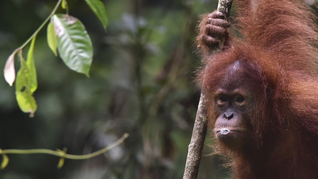 Wild orangutan filmed using canopy bridge in Sumatra