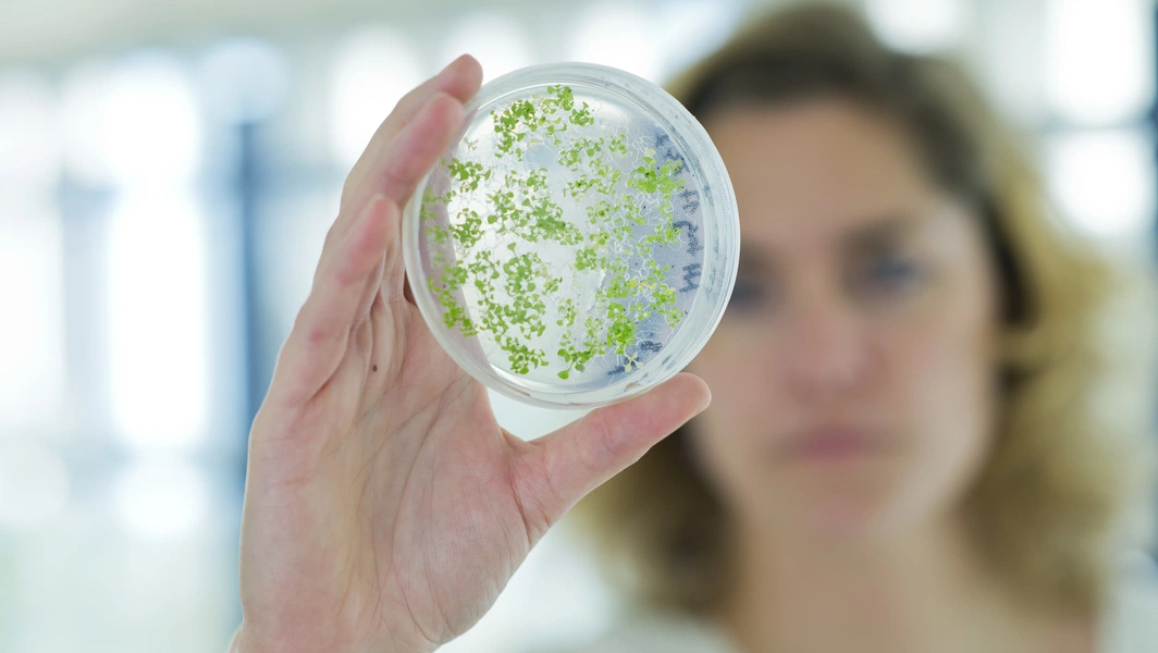 Salk scientists identify YAF9B protein protecting plant DNA