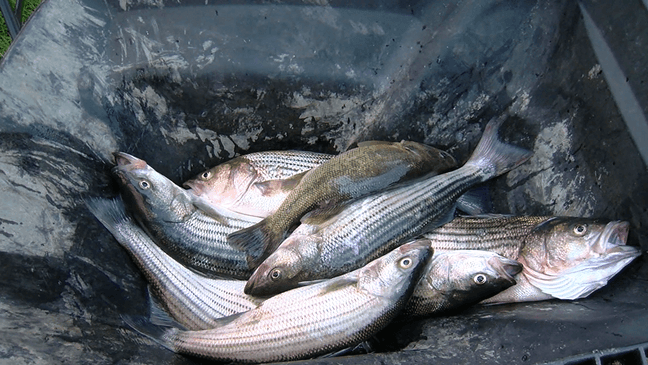 14th annual Wounded Warrior Fishing Derby held at Lake Murray