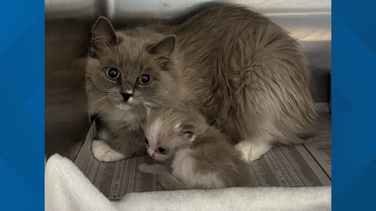 Pennsylvania SPCA rescues 78 cats and kittens, needs supplies urgently