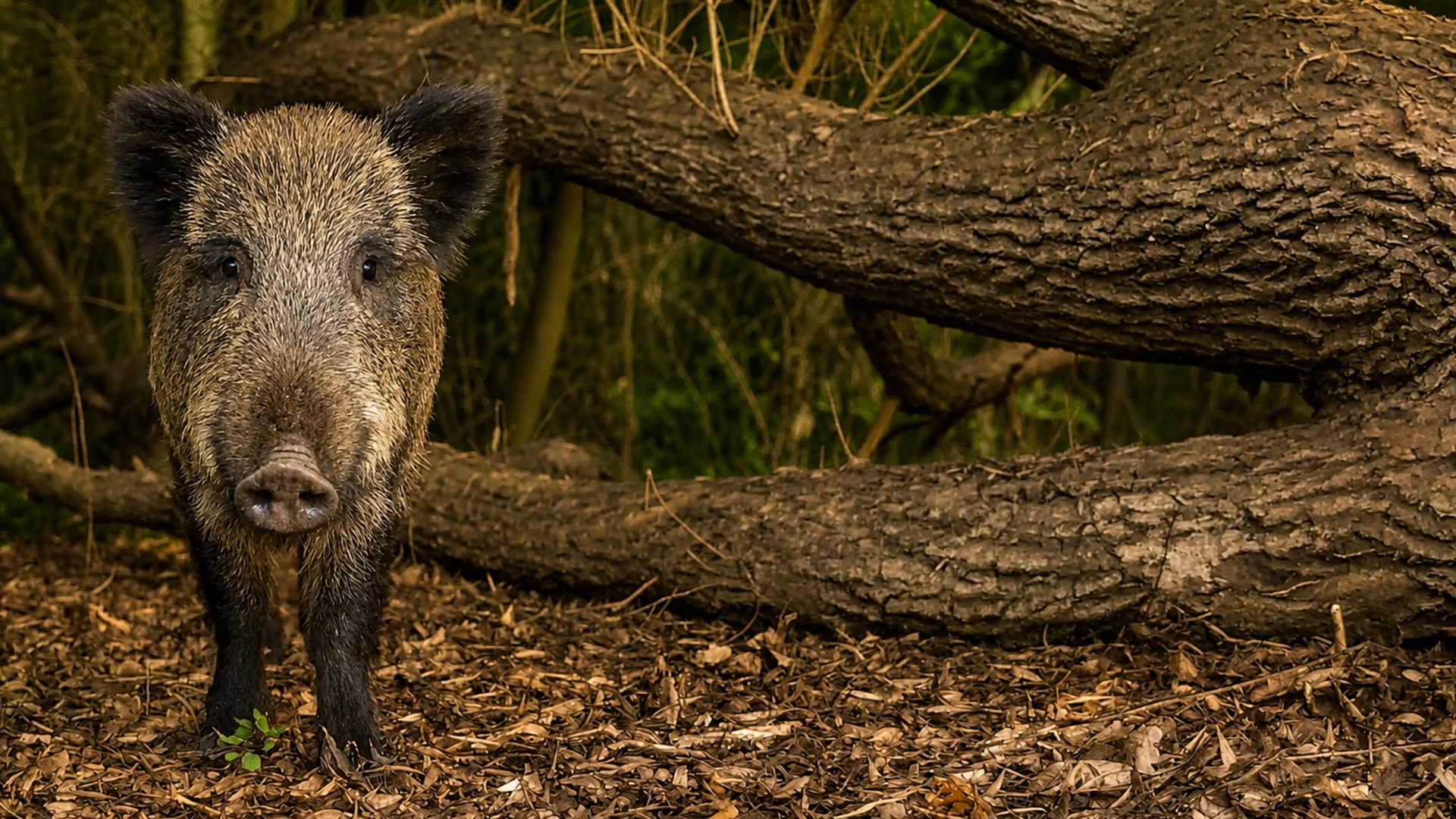 A camera trap captured a close encounter with a wild boar