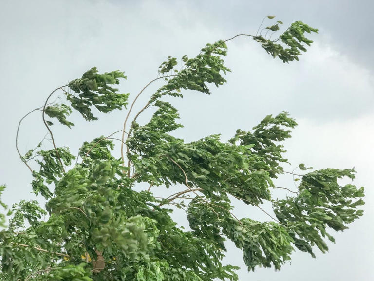 Lemont severe weather: Businesses close due to power outages