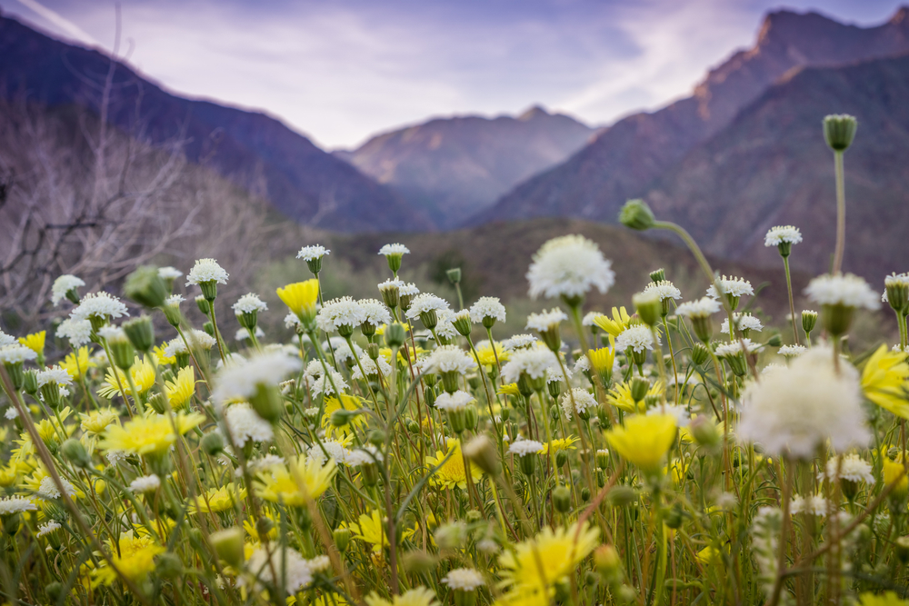15 wildflower destinations worth planning a spring road trip around
