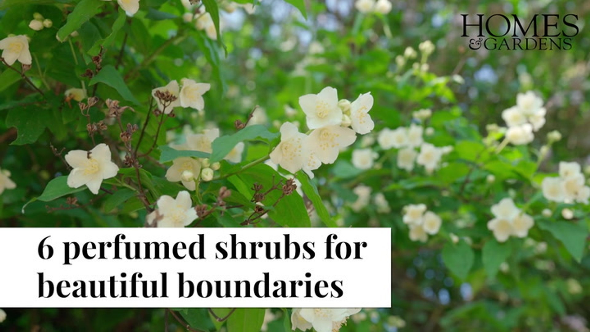 Shrubs for scented beautiful boundaries
