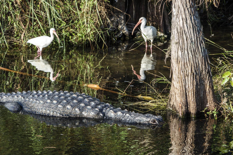 More than 400 alligators removed from Walt Disney World since toddler's ...