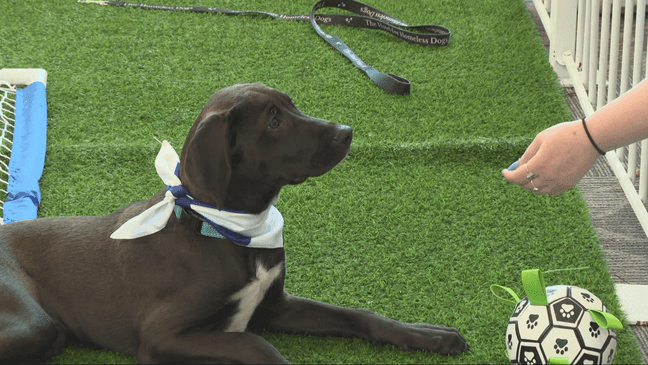 Hotel for Homeless Dogs hosts World Cup-themed 'Puppy Bowl' for ...