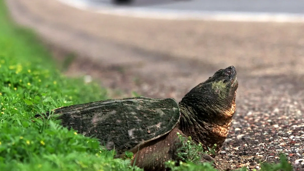 8 extraordinary animal adaptations and behaviors