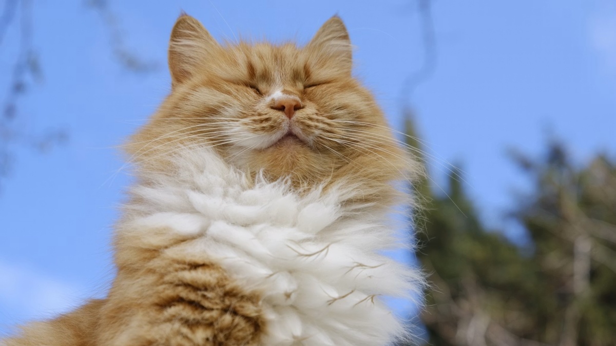 8 signs of diabetes that many cat owners overlook