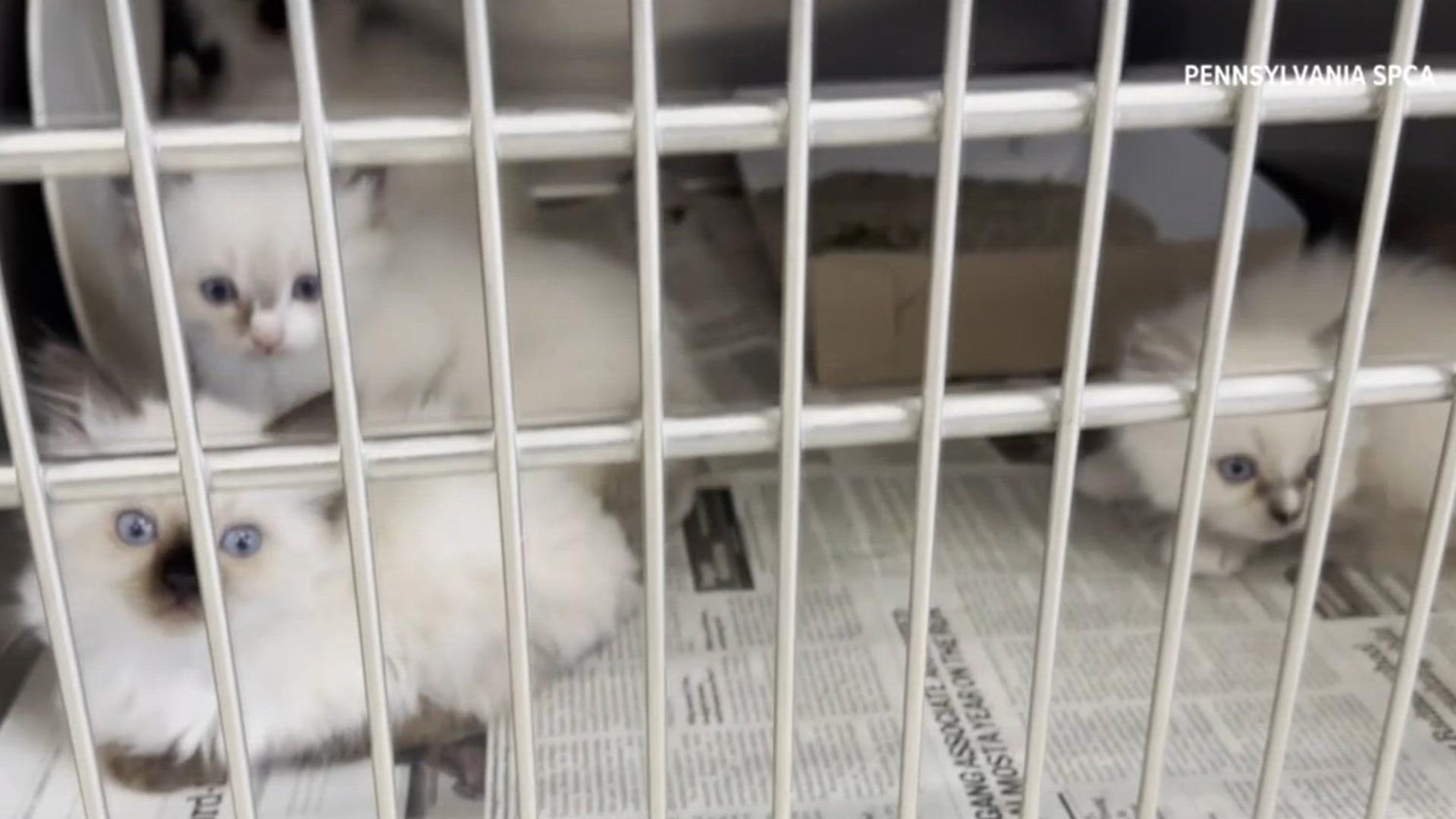 Pa. SPCA rescues 78 cats and kittens, needs supplies urgently